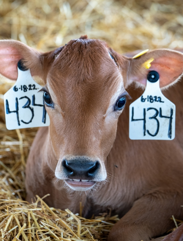 Your Dairy Checkoff | Programs | Exports