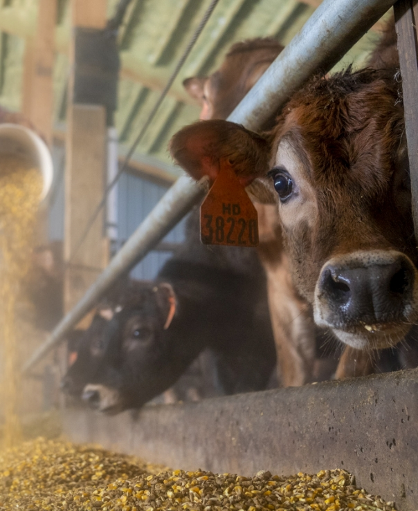 Your Dairy Checkoff | Programs | Health & Nutrition