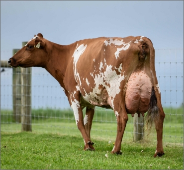 Your Dairy Checkoff | Media Resources