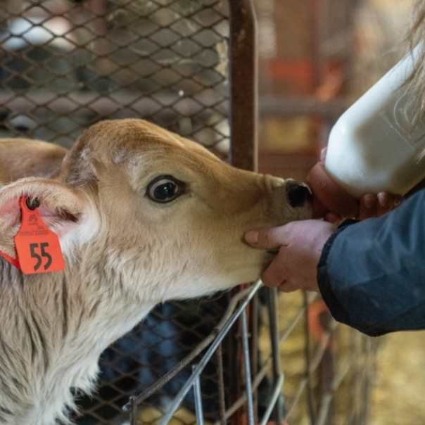 Your Dairy Checkoff | Programs | Research & Innovation