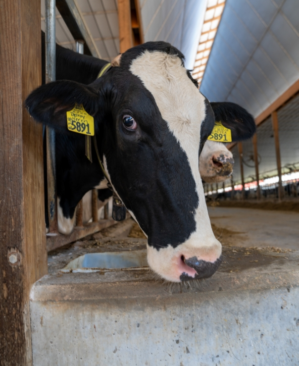 Your Dairy Checkoff | Programs | Sustainability