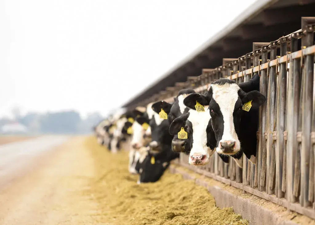Your Dairy Checkoff | What did Checkoff do for Dairy Farmers in 2023?